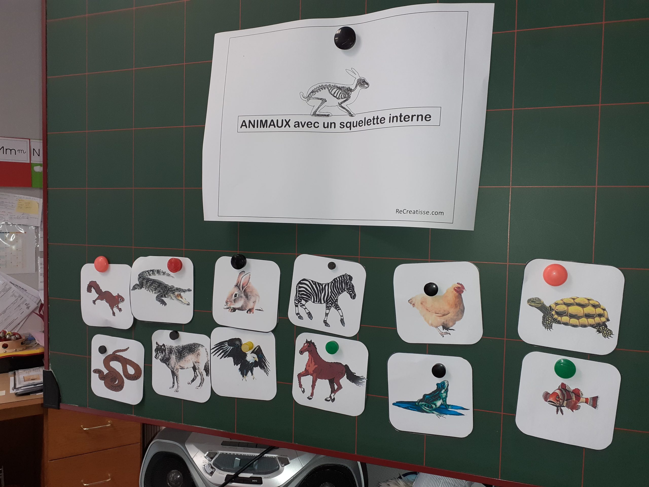 Sciences : les animaux avec les GS – Ecole Saint Joseph – Le Mesnil en ...