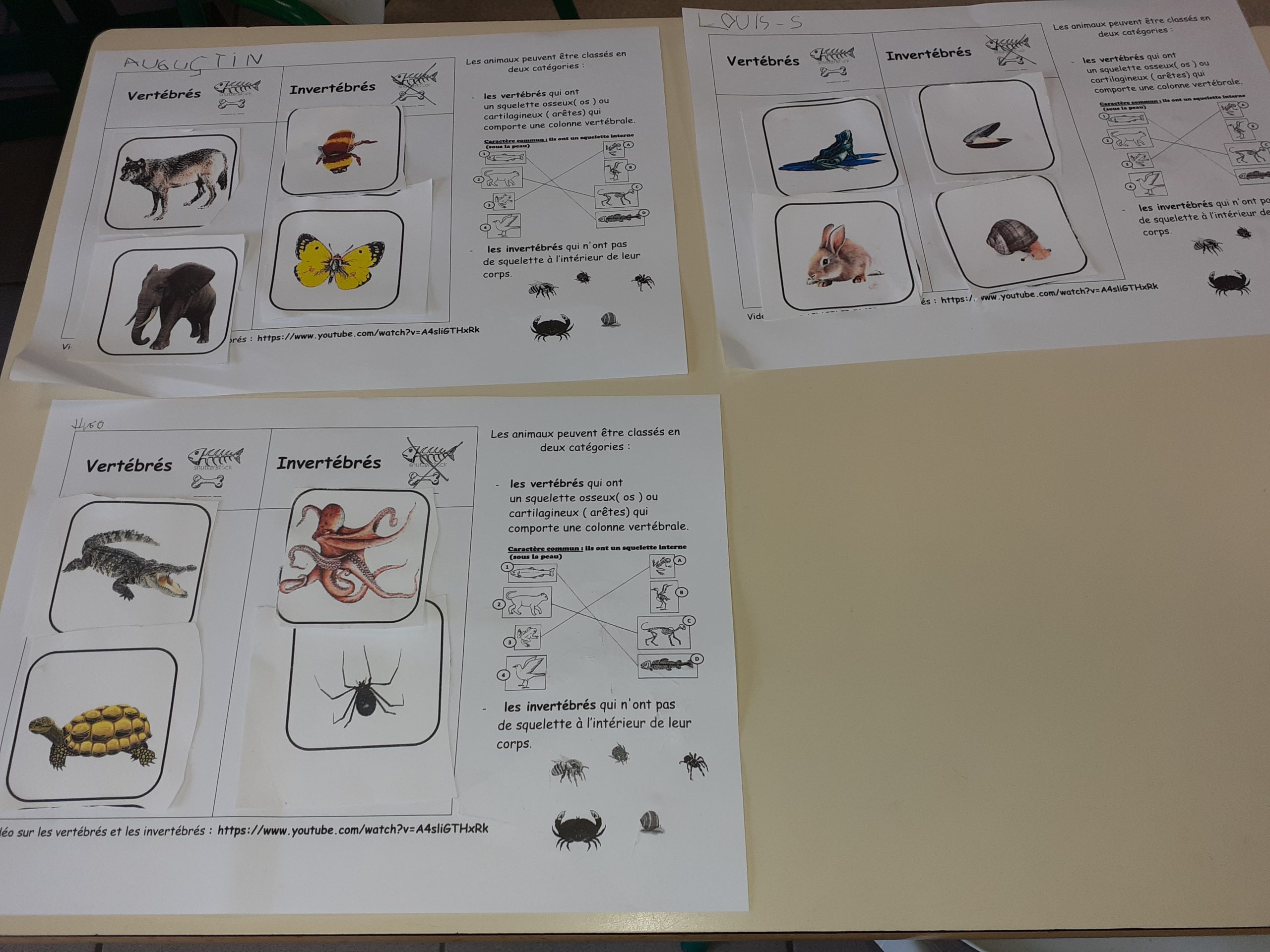 Sciences : les animaux avec les GS – Ecole Saint Joseph – Le Mesnil en ...
